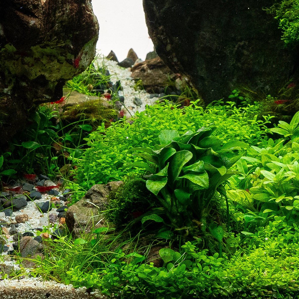 Micranthemum tweediei (Montecarlo): Pflege | Wasserpflanzen - Lexikon